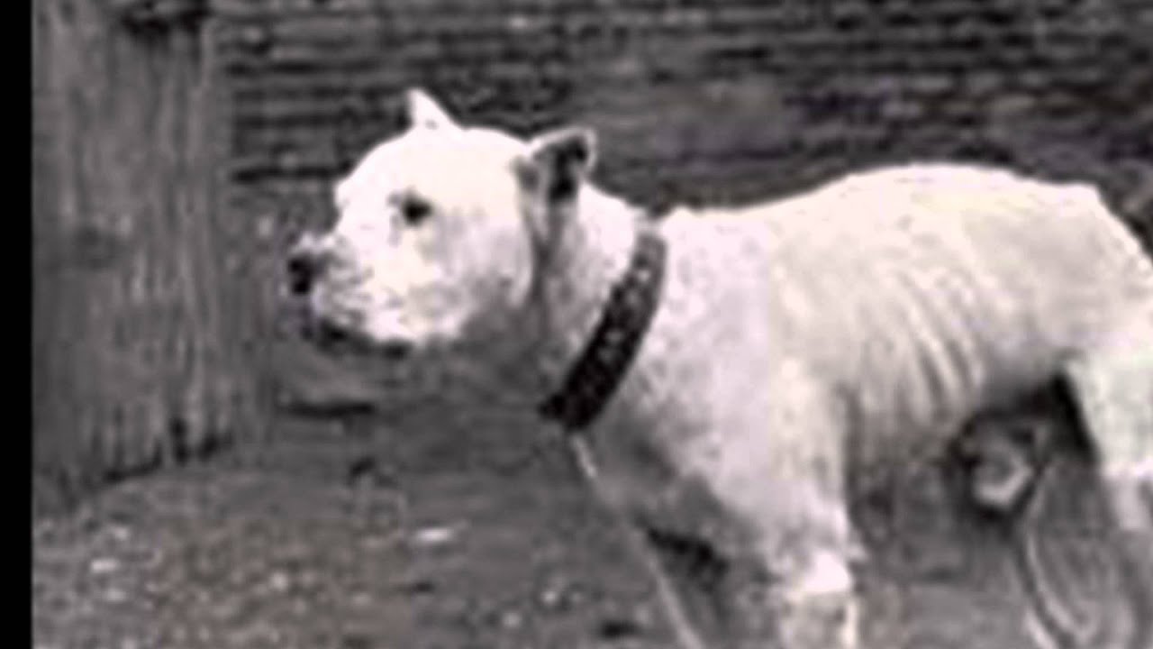 El Perro de Pelea Cordobés - YouTube