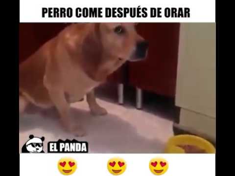 Perrito orando - YouTube