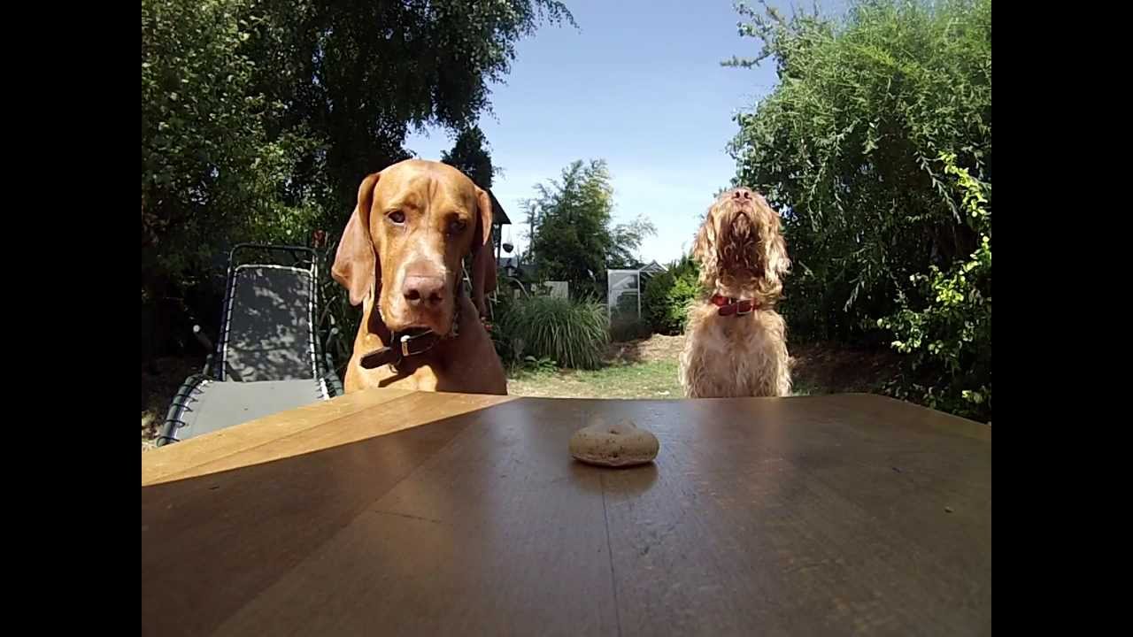 The unbearable temptation of dog cookies - YouTube