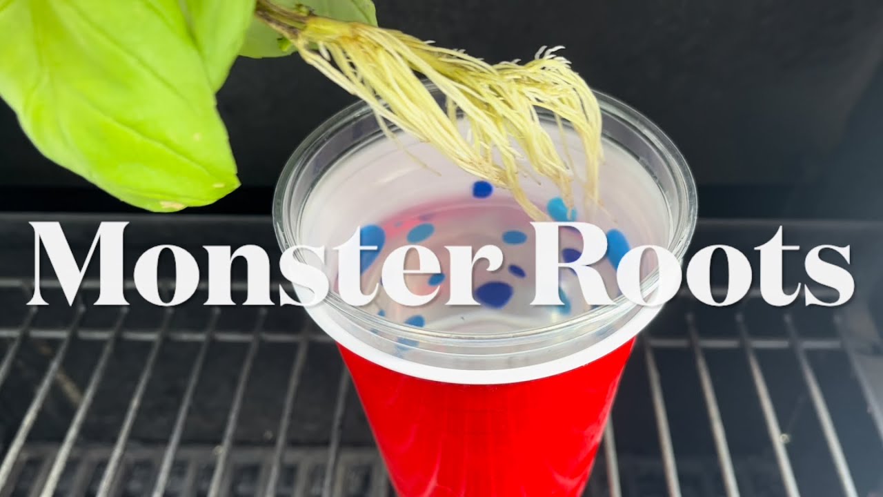 Monster Roots ! Kratky method. Not my usual :) - YouTube