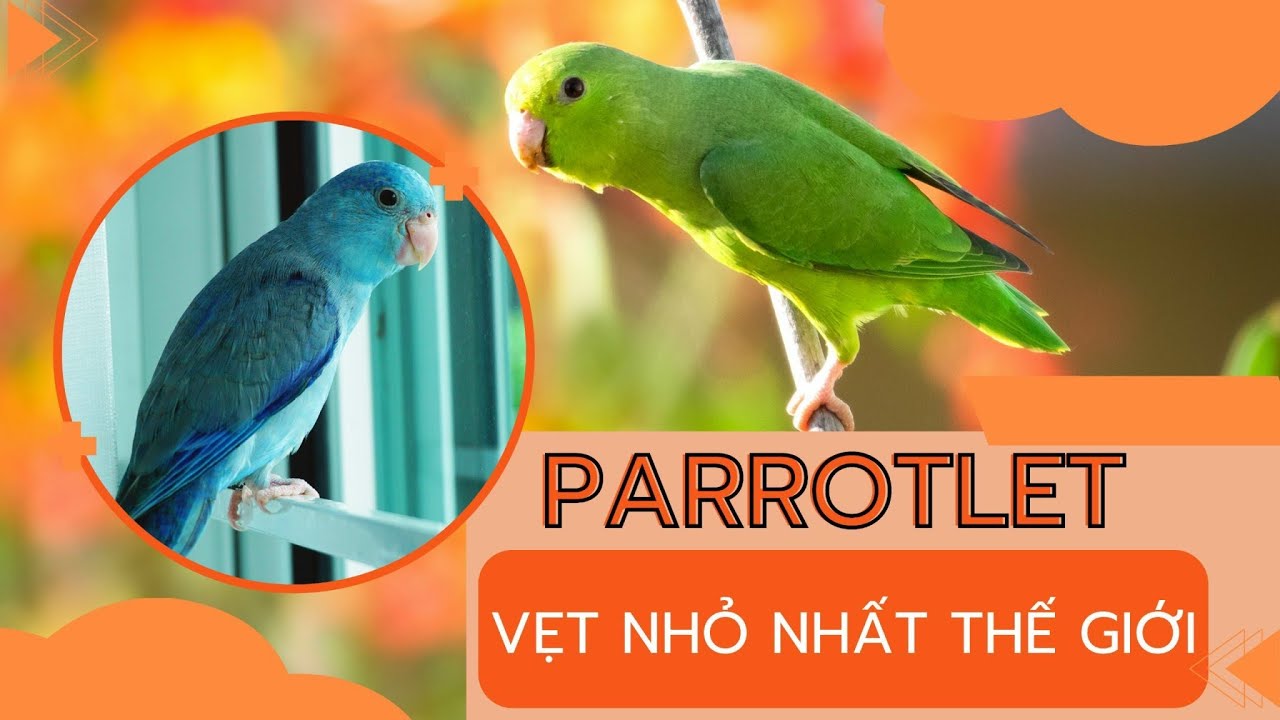 Vẹt Parrotlet dòng Vẹt Nhỏ Nhất Thế Giới Siêu Đáng Yêu | Pet Me - YouTube