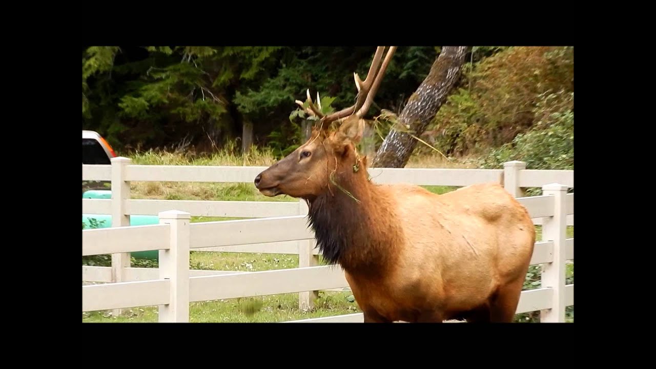 Wild Elk Crossing U.S. Route 101 Orick CA - YouTube
