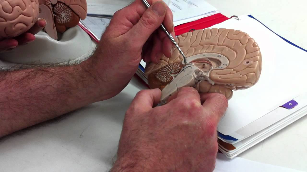 Human Anatomy Brain Pinning - YouTube