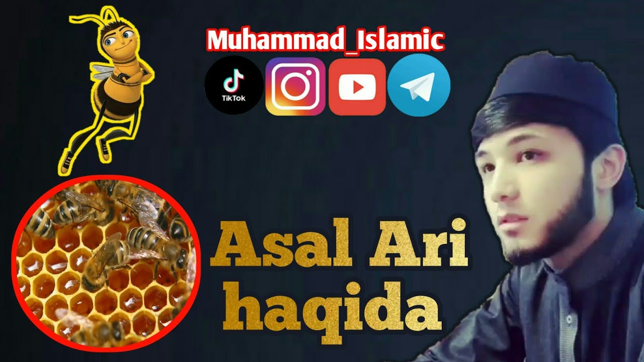 Asal Ari haqida | Muhammad Islamic tiktok - YouTube