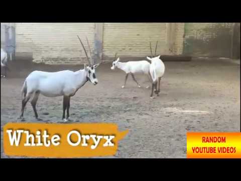 KUWAIT ZOO- White Oryx, Bear, Deer, Peacock! Cute Animals by Mudassir ...
