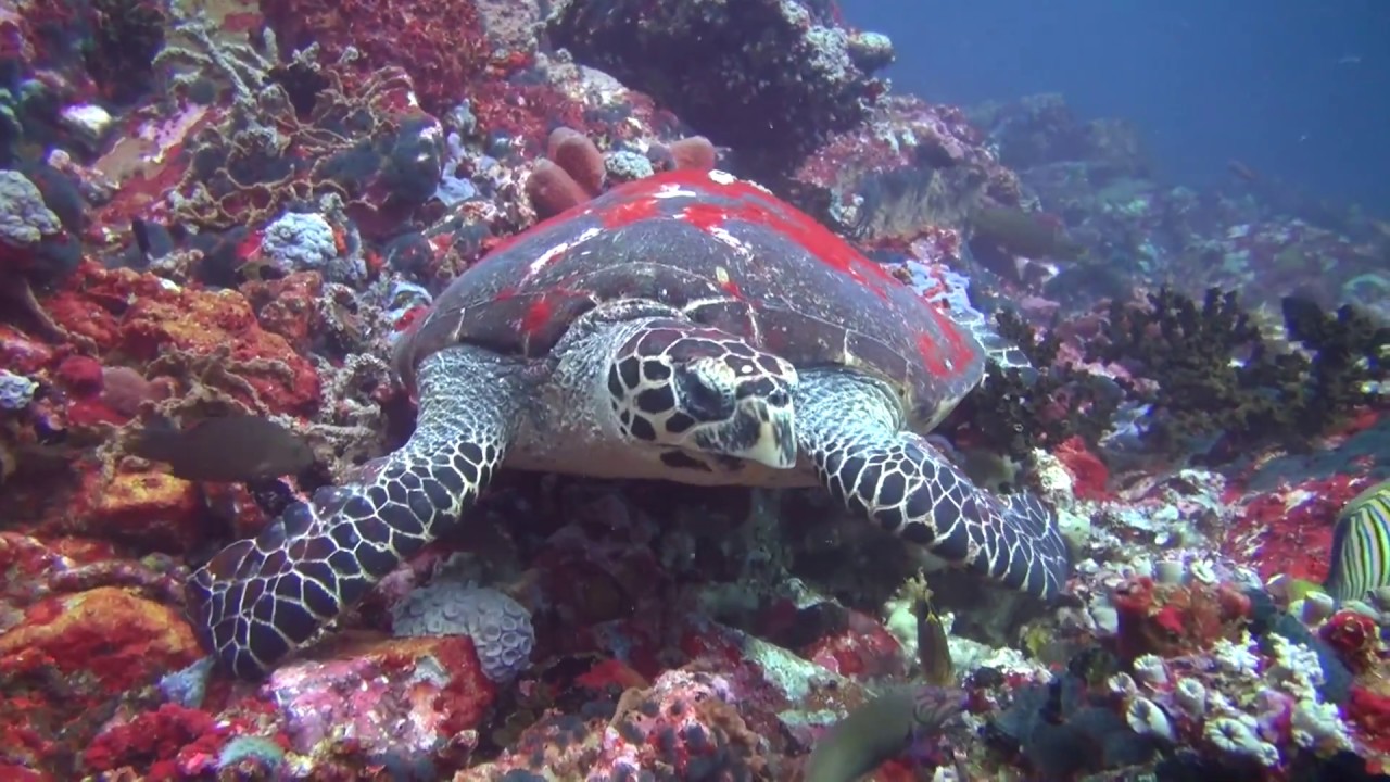 Verde island with Scandi divers resort - YouTube