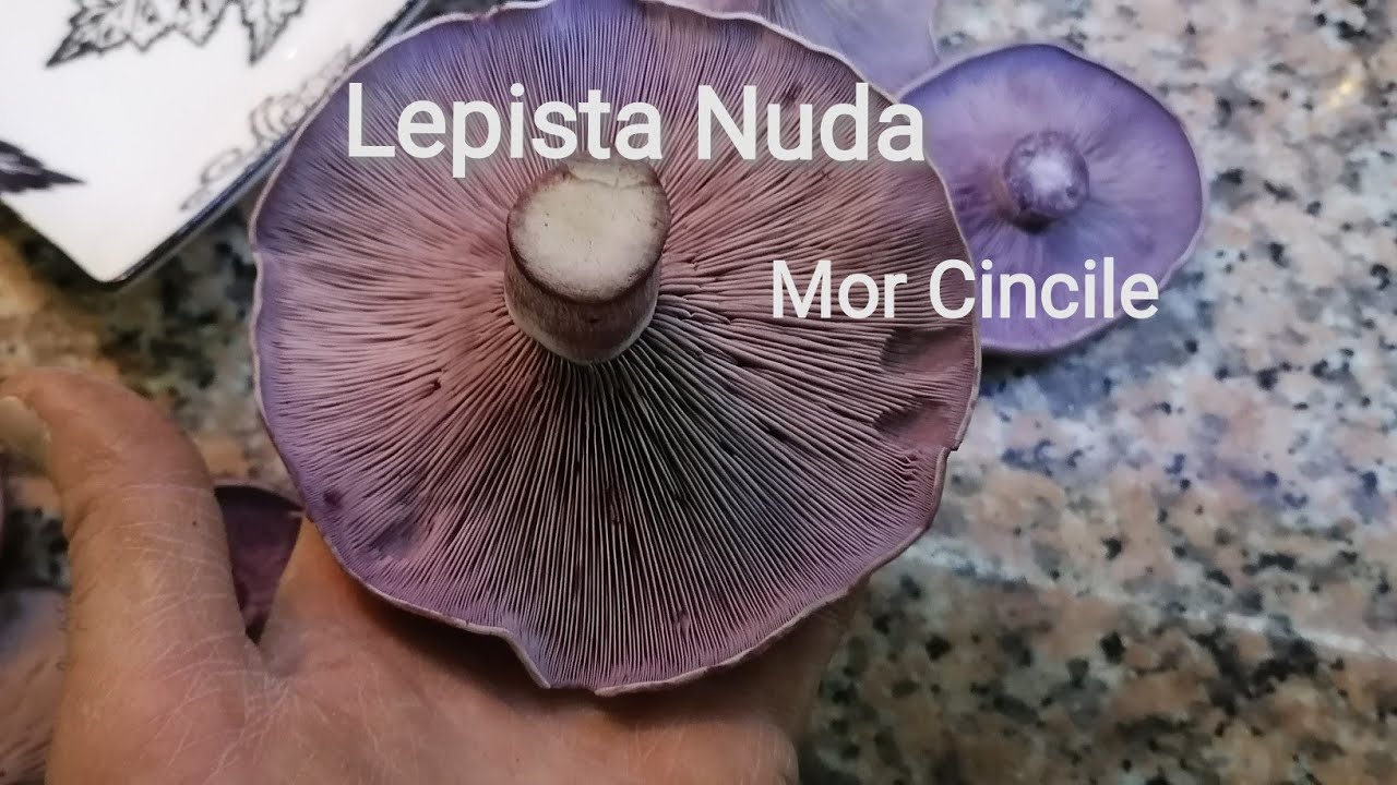 Mor cincile, Mavi cincile, Lepista nuda, çiçek kokulu mantar, wood ...