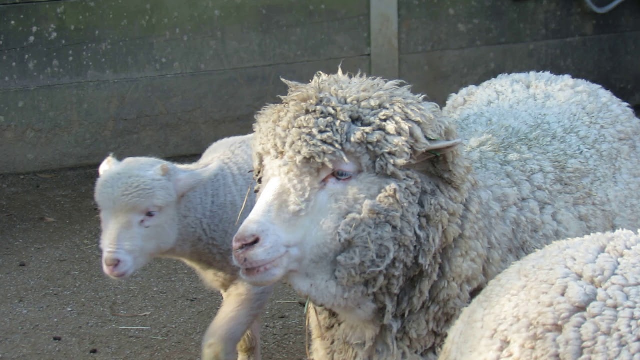 Aussie Sheep & Lamb Baaah's - YouTube