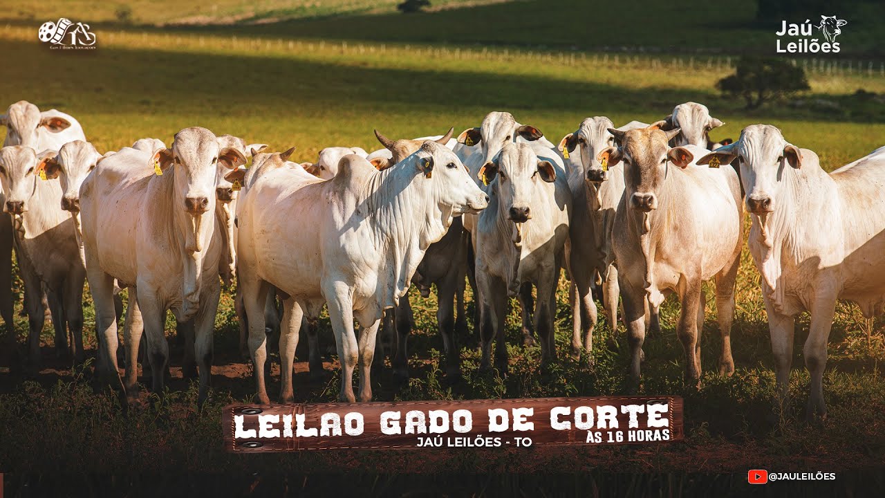 JAU LEILÕES - JAU DO TOCANTINS - 15/04/2025 - YouTube