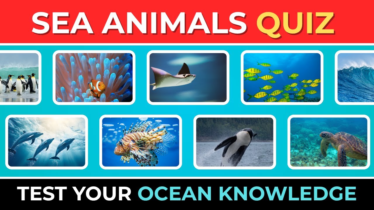 Sea Animals Quiz 🐬 | Test Your Ocean Knowledge! 🌊 | 60 Fun Ocean ...