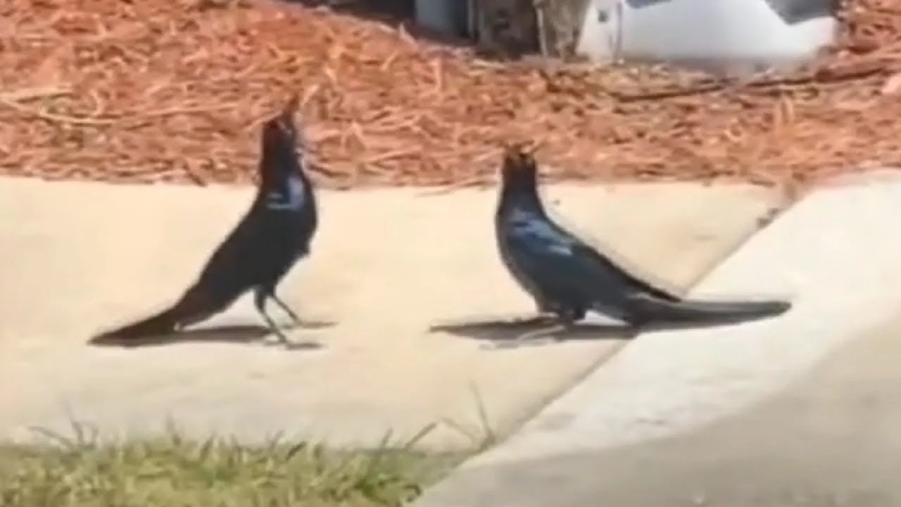 Birds Were Caught Doing Something Crazy - YouTube