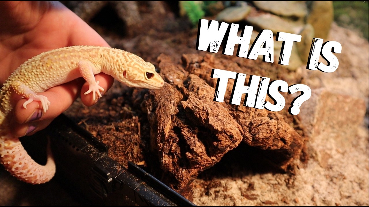 Is Reptile Carpet Dangerous & What is The Best Leopard Gecko Substrate in 2024 - YouTube