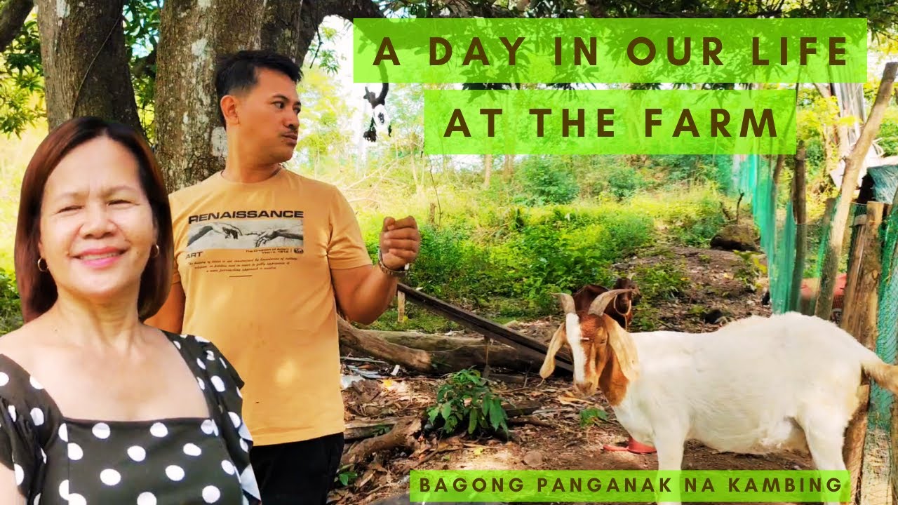 A Day In Our Life in The Farm - YouTube