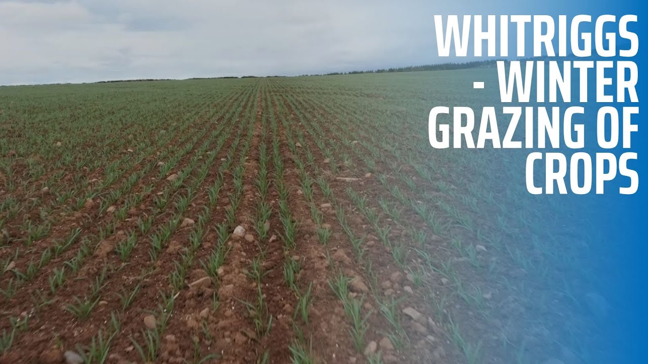 Whitriggs Farm - Winter Grazing of Crops - YouTube