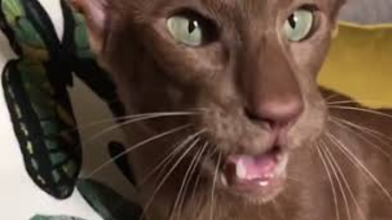 Cat Meowing Funny Cats Kitten Of Cats Meowing Cute Cat Cats Comrade ...