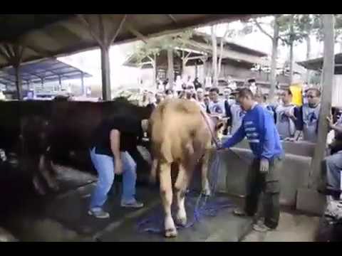 Cara jagal sapi yang benar dan tidak menyakiti - YouTube