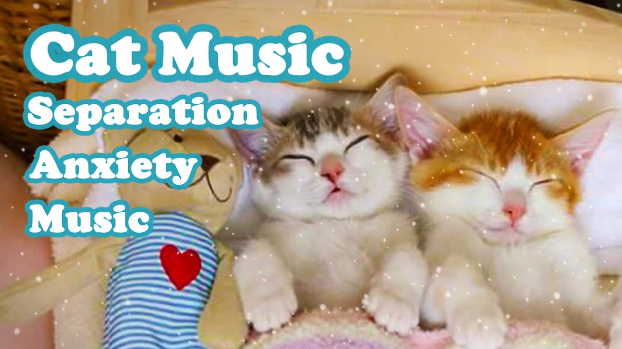 3 HOURS, Best Cat music for sleeping, separation Anxiety Music for cats ...