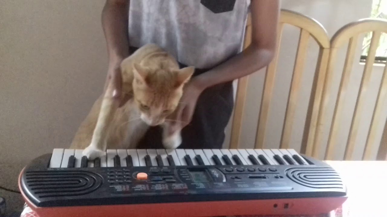 GATO DO TECLADO 2019 - YouTube
