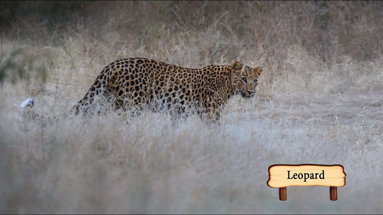 What sounds makes a Leopard - YouTube
