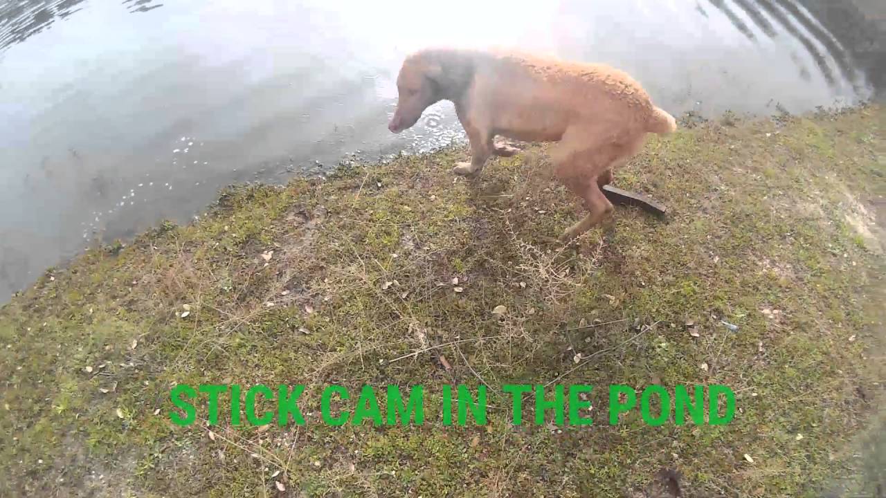 AMAZING ! First Person Stick Cam | DOG Fetches Stick Cam from Pond ...