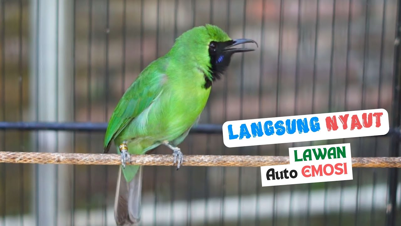 Pancingan CUcak Ijo Gacor Cepat Buat Menaikan Mental Ijo Bahan Agar Emosi Mau Jamtrok Auto ...