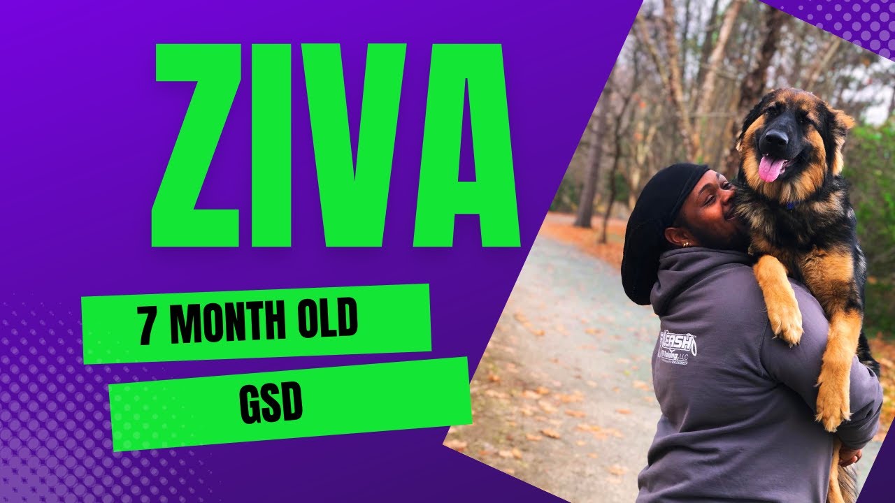 7 Month Old GSD (Ziva) | Best Delaware Dog Trainers | Off Leash K9 ...