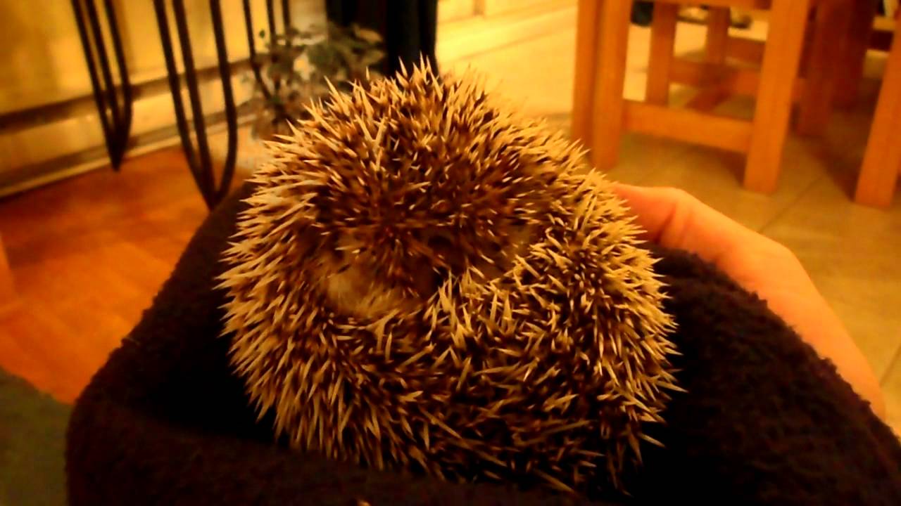 Hedgehog ball - YouTube