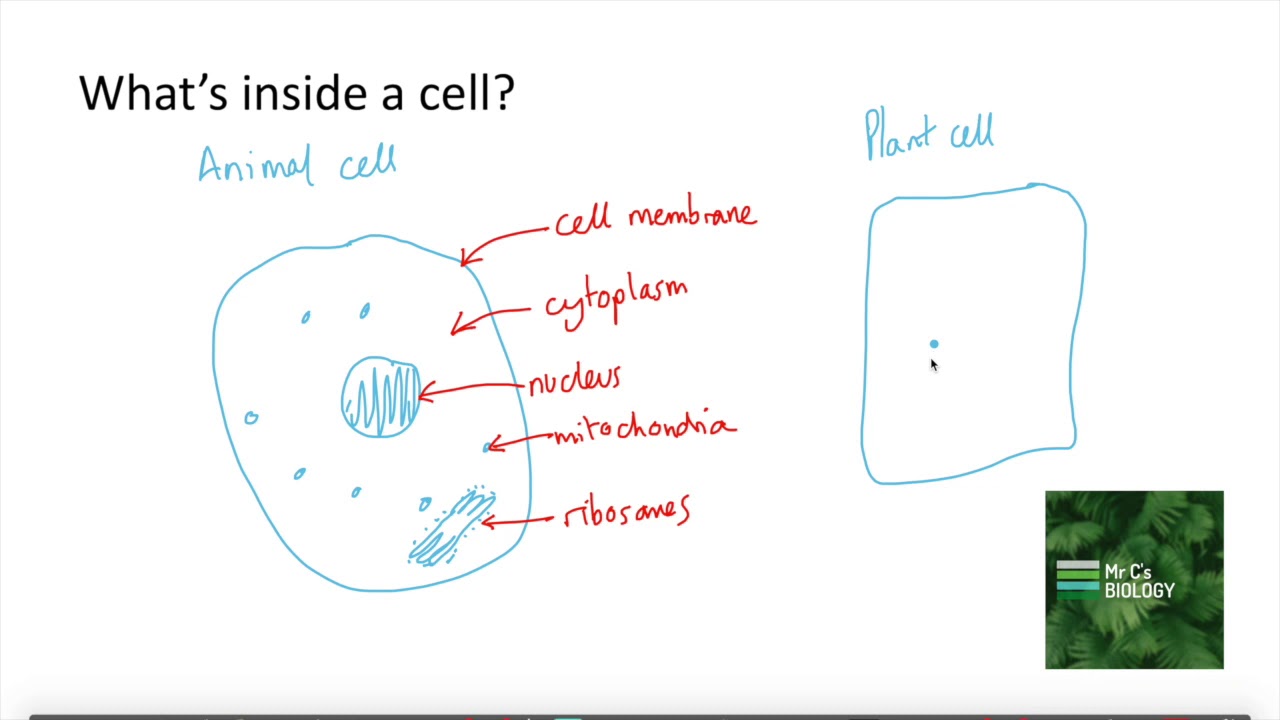 What's inside a cell? Organelles for KS3 / GCSE - YouTube