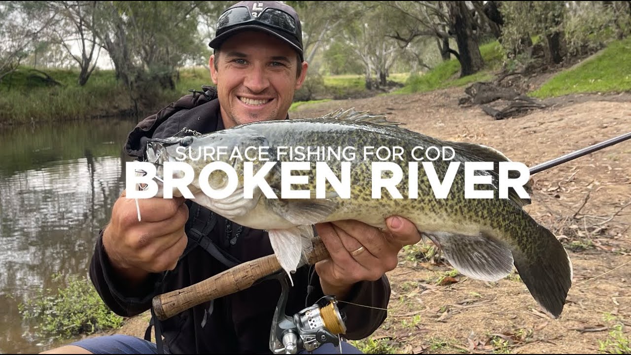 Murray cod on Surface in The broken river! Cod opening - YouTube