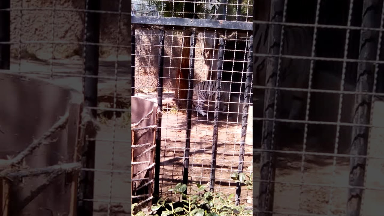 En el zoologico de Tijuana (parque morelos) - YouTube