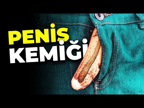 Neden Penis Kemiğimiz Yok?