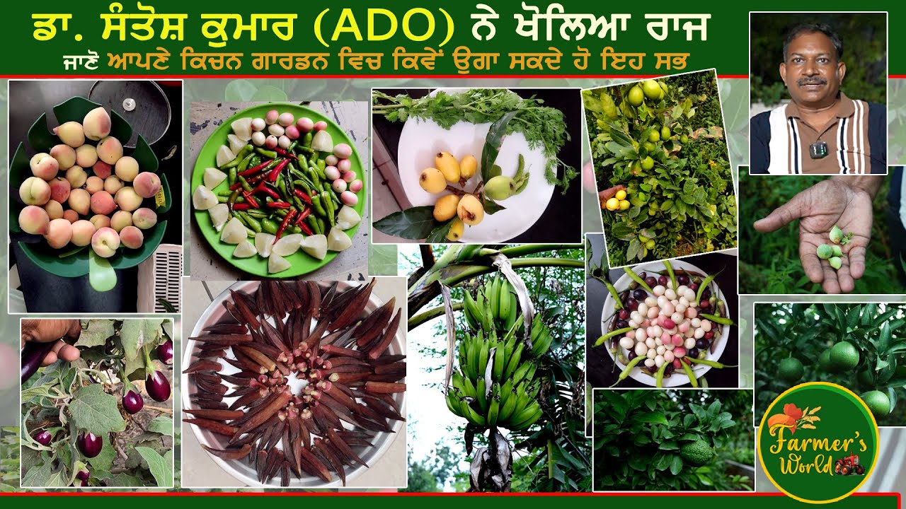 How to grow Fruits & Vegetables in our Kitchen Garden Easily-Dr ...