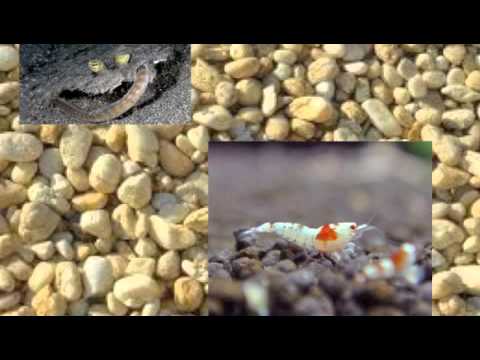 Evolution of the Flounder - YouTube