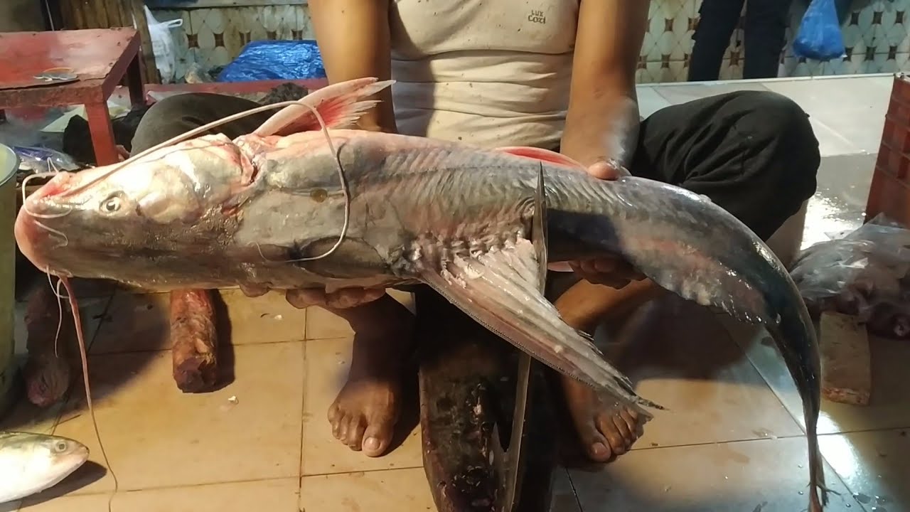 Rare Giant Ayer Fish Cutting In Bangladesh | Amazing Fish Cutting ...