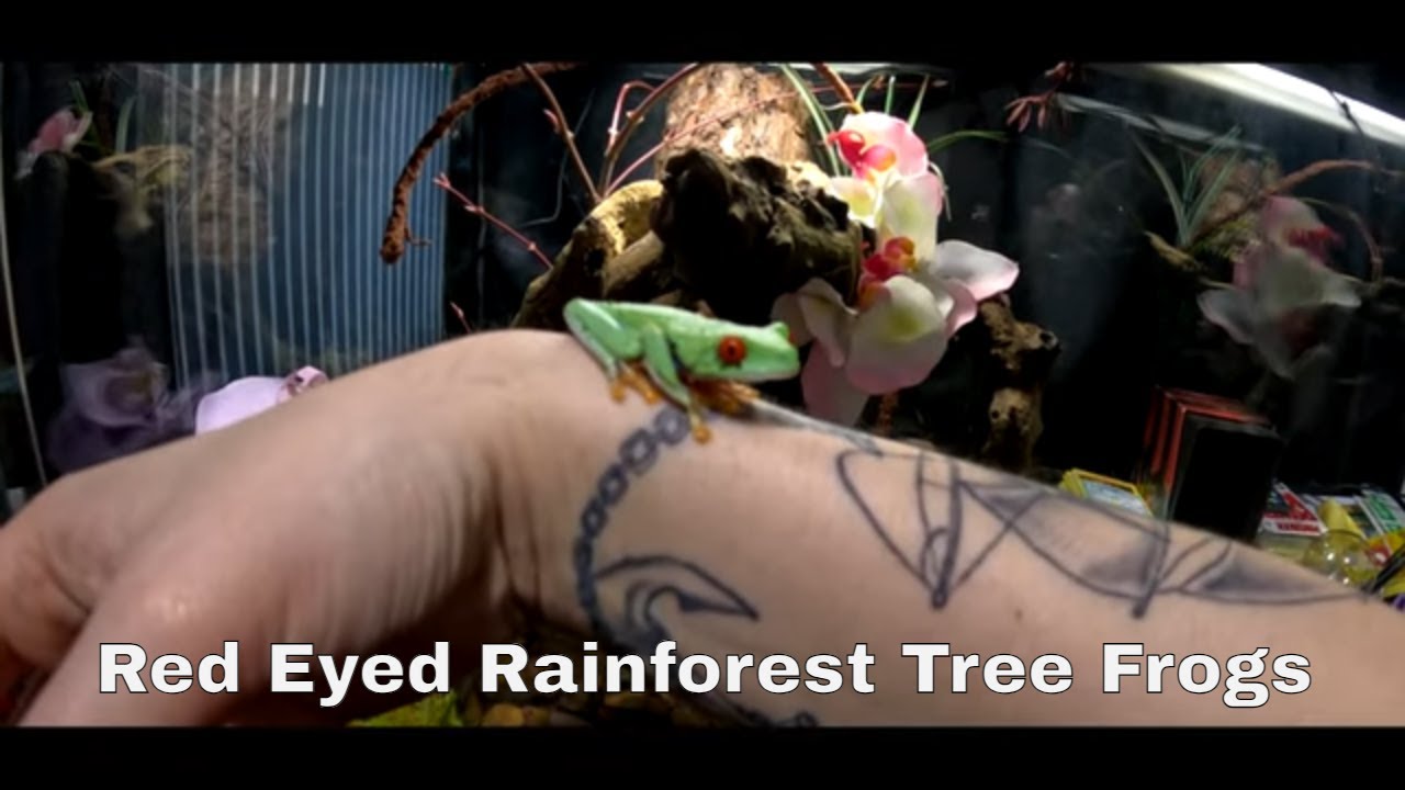 Unboxing And Creating Vivarium For Red-Eyed Rainforest Tree Frogs From ...