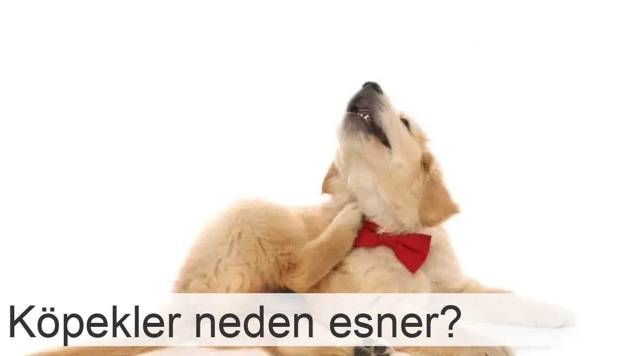 Köpekler neden esner? - Esneme nedenleri - YouTube