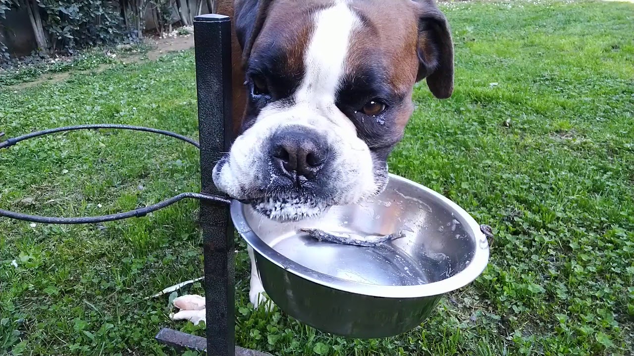 Boxer dog's raw barf breakfast ASMR - YouTube