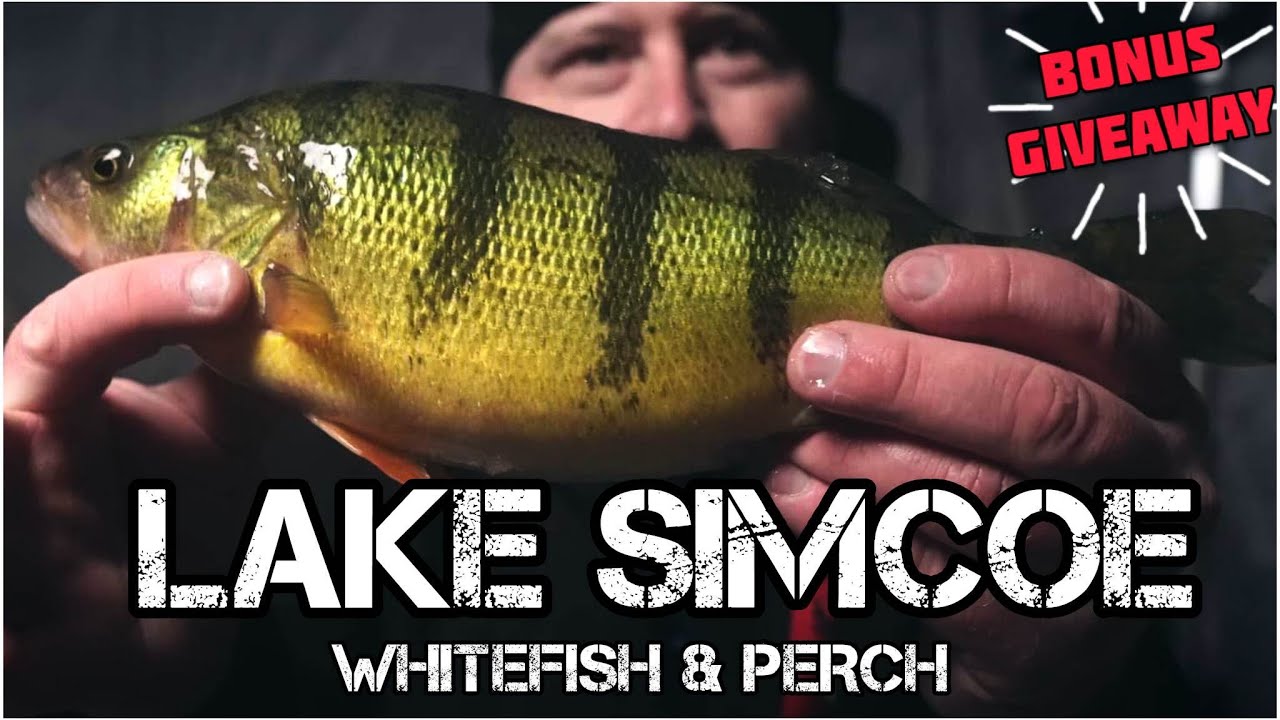 Ice Fishing LAKE SIMCOE for Whitefish and JUMBO PERCH! (SKETCHY ICE) ULTRA HD 4K - YouTube