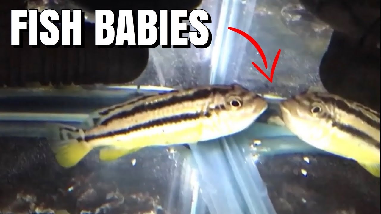 AGGRESSIVE MBUNA CICHLID HAS BABIES IN HOME AQUARIUM - YouTube