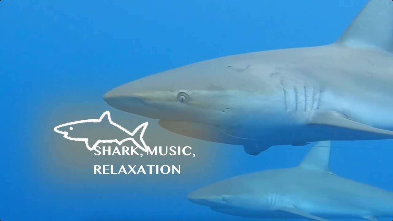 shark, music, relaxation - YouTube