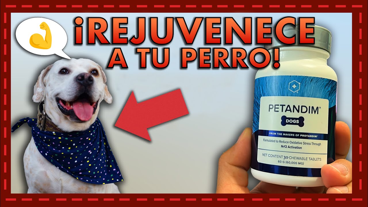 Rejuvenece y fortalece a tu perro con este suplemento Petandim 🐶💪 - YouTube