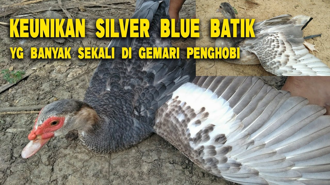 Keunikan Entok Hias Silver Blue Batik - YouTube