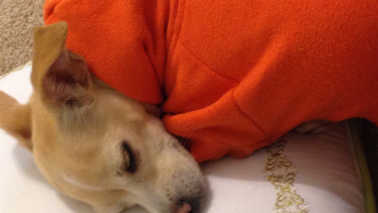 Pendulum Healing for Animals Calming - YouTube