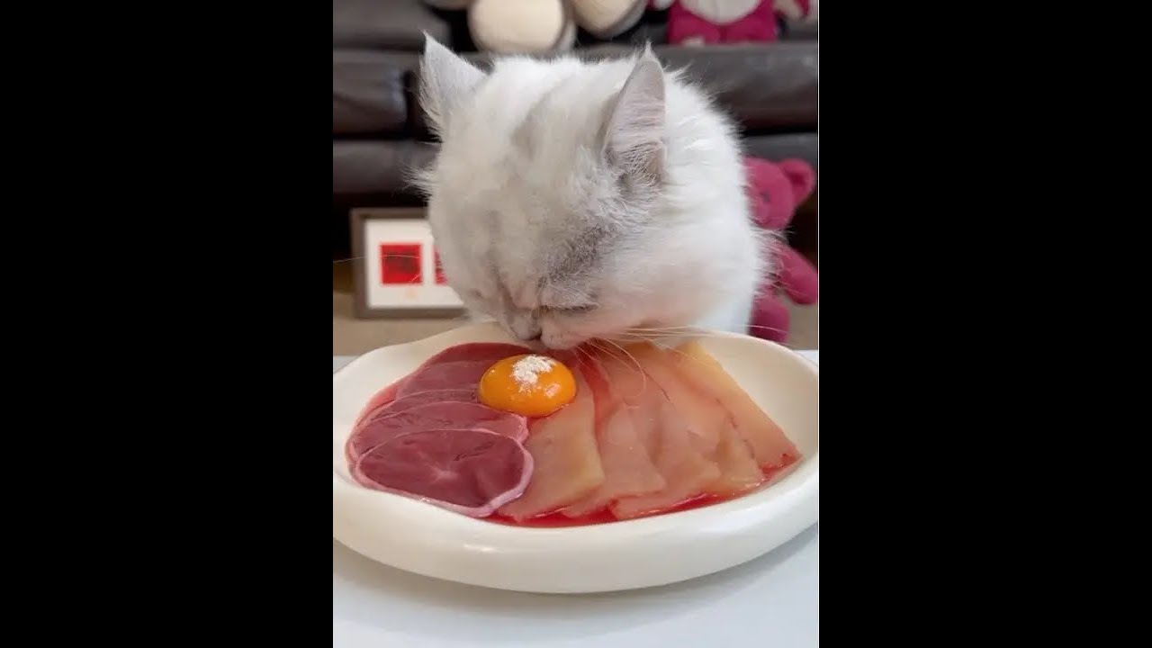 Daily routine of a little cat eating meat - YouTube