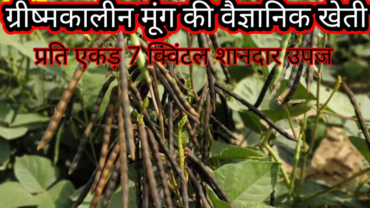 मूंग की खेती। ग्रीष्मकालीन मूंग की खेती कैसे करें? moong farming in ...