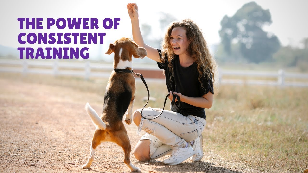 Unlock Your Dog's Potential: The Power of Consistent Training - YouTube