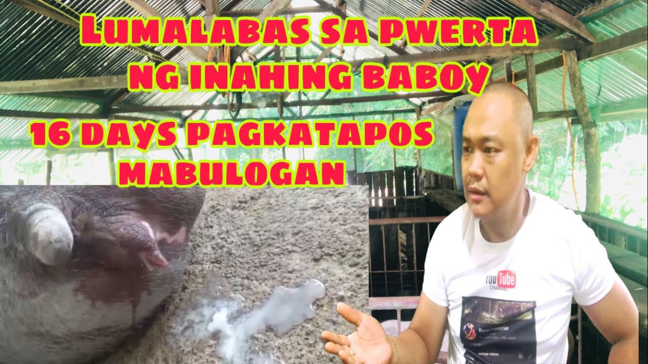 Lumalabas na secretions sa pwerta ng inahing baboy 16 na araw ...