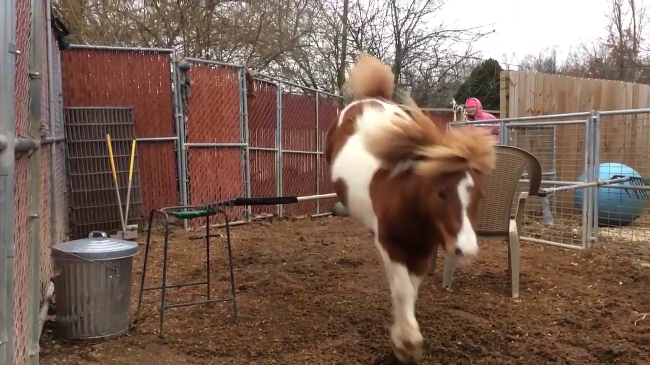 Mini Horse big jump - YouTube