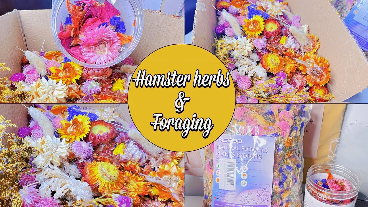 Mini hamster forage haul // Amazon hamster herbs - YouTube
