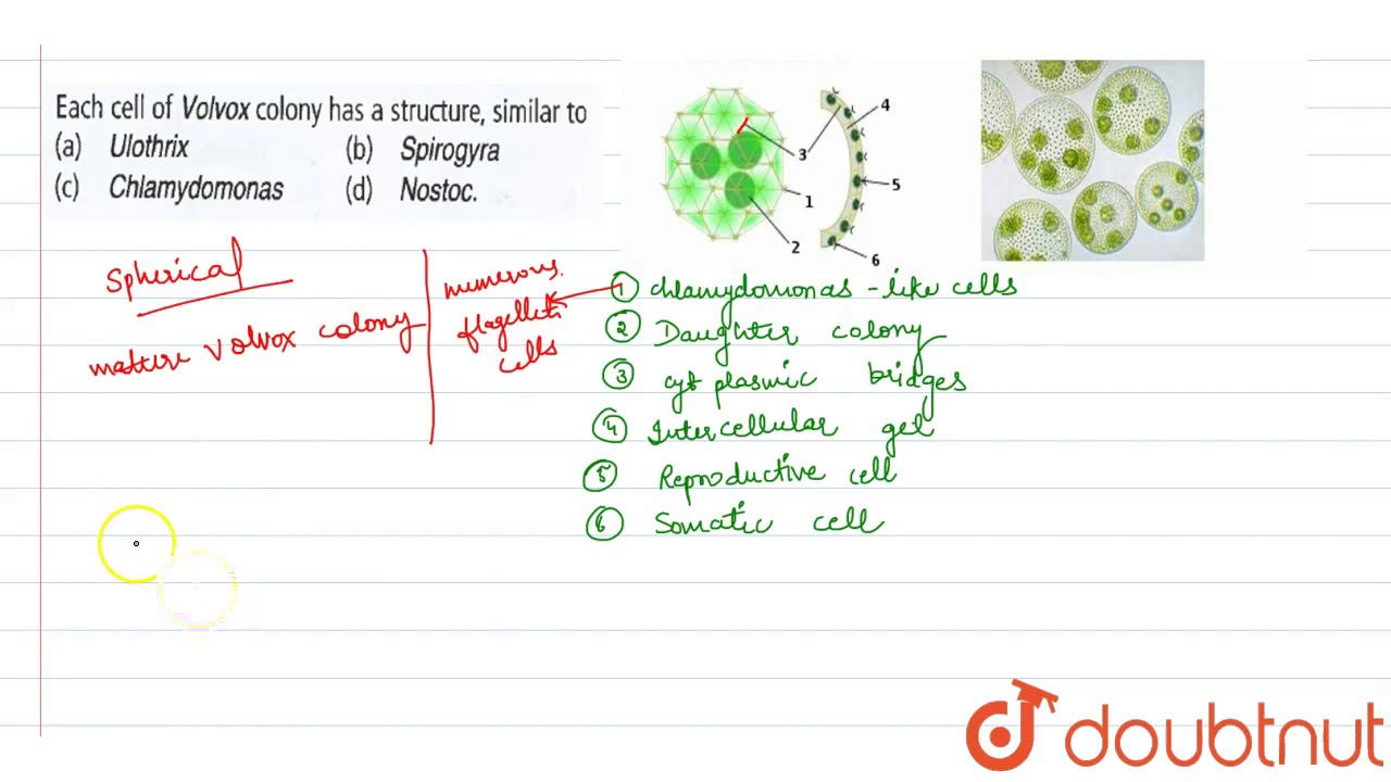 Volvox Cell Structure